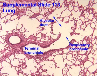 Bronchus Slide Labelled